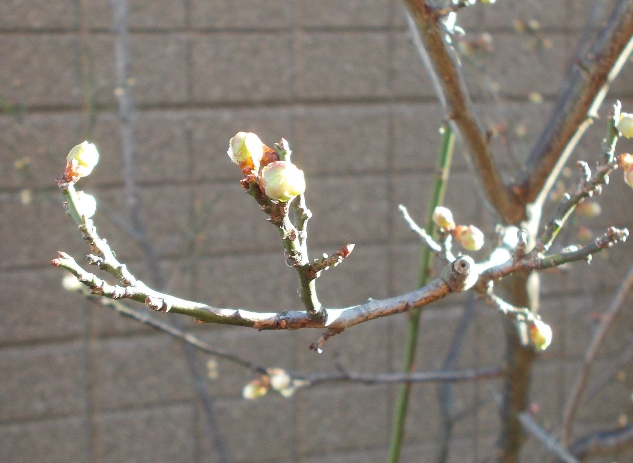 今日の梅（2023年2月5日） | にいはりしゅうこうちゅう